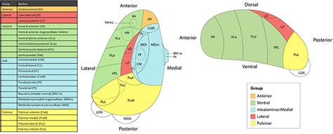 The Thalamus And Its Subregions A Gateway To Obsessive Compulsive