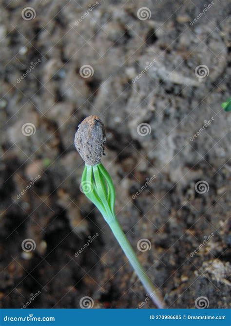 Pine Tree Seed Germination Stock Image Image Of Branch 270986605