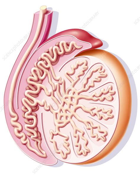 Illustration Of The Structure Of A Human Testis Photograph 48 Off