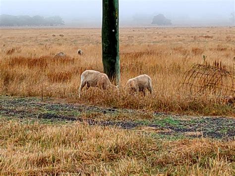 Realme XT Review Impulse Gamer