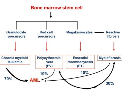 Mpns Definition Types Of Mpn Mutations Aetiology Clinical Features