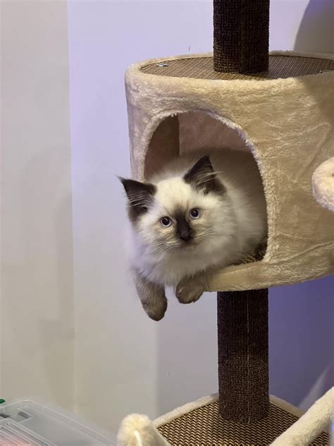 Loki Is Settling In Nicely After 3 Days R Ragdolls