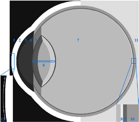 Eye Grid 1 Water 2 Eyelid 3 Cornea 4 Aqueous Humour 5 Iris Download Scientific