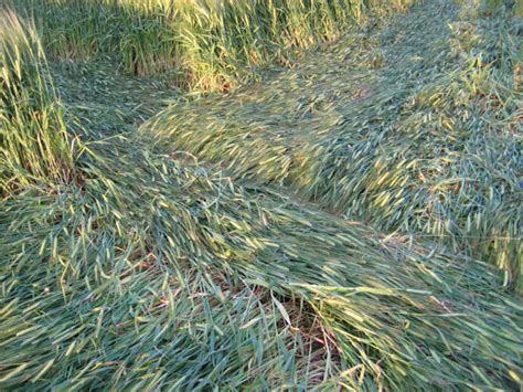 3d Cube Crop Circle At Chilcomb Down 1st July 2012 Psychedelic Adventure
