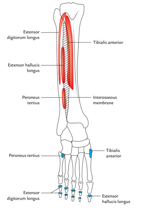 Extensor Hallucis Longus Earths Lab