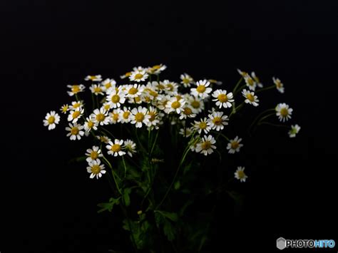 Fujifilm富士フイルムのミラーレス一眼fujifilm Gfx100 Ii で撮影した写真画像一覧 写真共有サイトphotohito