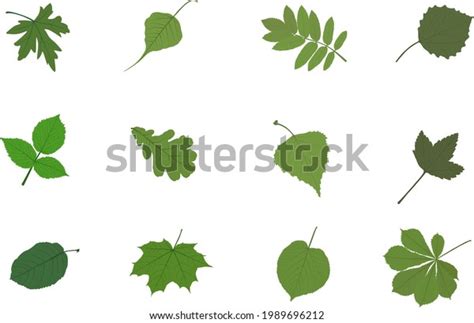 Green Leaves Trees Shrubs Set Stock Vector Royalty Free 1989696212