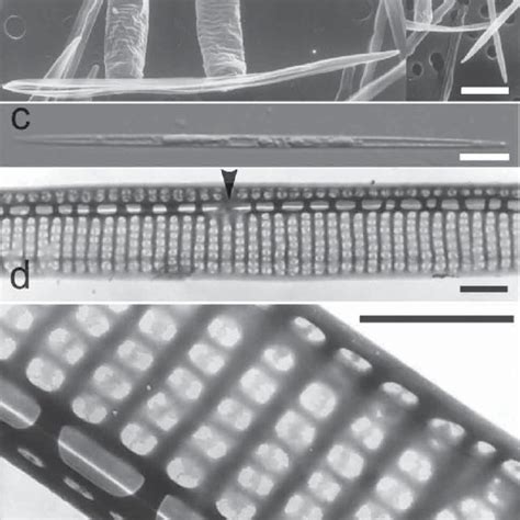 Key Hybrid Stages Observed In Sexual Reproduction Between Download Scientific Diagram