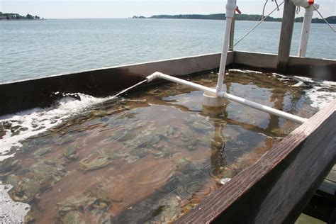Jandw Seafood —chesapeake Bay Soft Shell Crabs