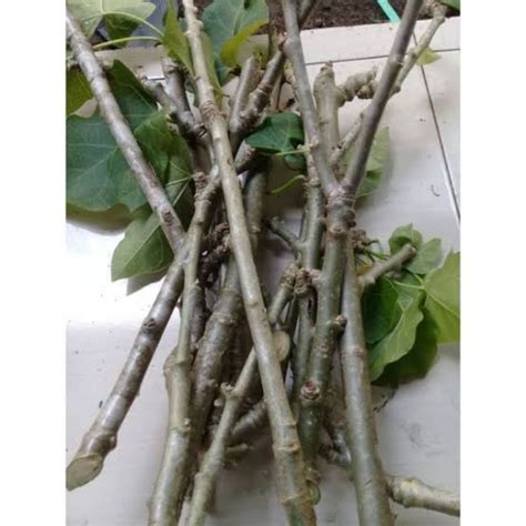 Jual Batang Pohon Jarak Pagar 25cm Stek Shopee Indonesia