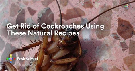 Get Rid Of Cockroaches Using These Natural Recipes