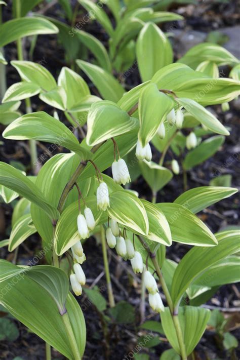 Angular Solomons Seal Plants Polygonatum Odoratum In Blossom Stock