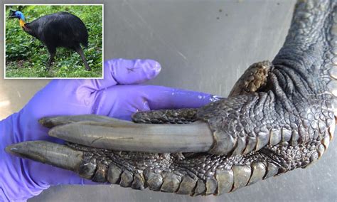 Cassowary Claw Southern Cassowary Bush Heritage Australia