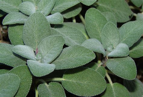 Sage 101 The Basics