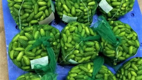 Fresh Vegetables Manufacturers Fresh Vegetables Suppliers Fresh Vegetables Traders Fresh