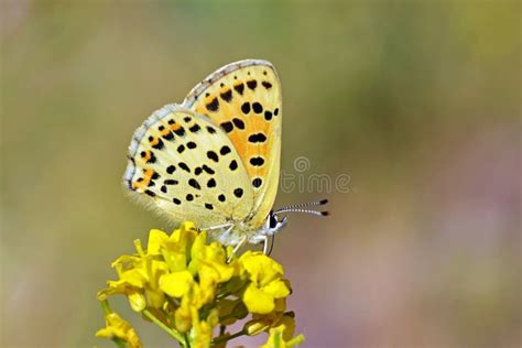 Lycaena Tityrus The Sooty Copper Butterfly Butterflies Of Iran Stock