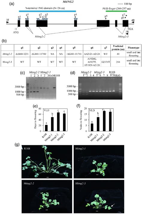 Plants Carrying Deletion Mutant Alleles Mting2 2 And Mting2 3 Generated
