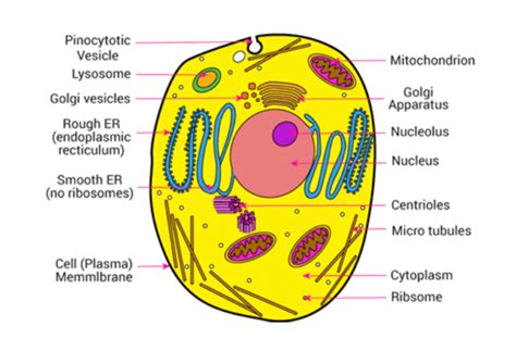Difference Between Plant Cell And Animal Cell
