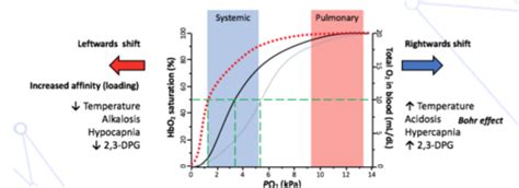 A Level Biology Oxygen Dissociation Flashcards Quizlet
