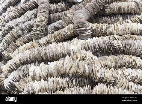Background Of Scallop Shells Arranged On Ropes To Be Used In Oyster