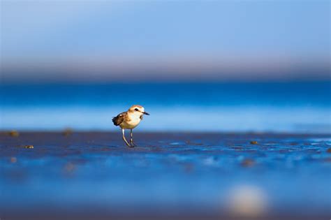 귀여운 작은 물 새입니다 자연 배경입니다 일반적인 물 새 켄티시 플로버 샤라드리우스 알렉산드리누스 흰물떼새에 대한 스톡 사진 및