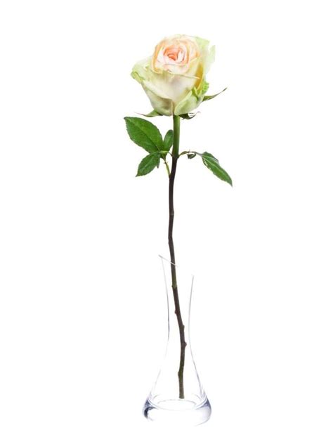 Rosen „classico Creme Rosa Blumigo