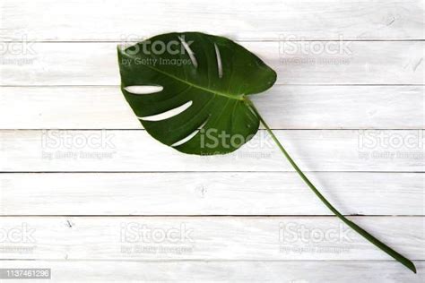 몬스 테라는 평평한 누워를 떠난다 흰색 나무에 세련 된 녹색 몬스 테라 잎 0명에 대한 스톡 사진 및 기타 이미지 0명