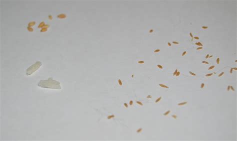 Flea Tapeworm Segment