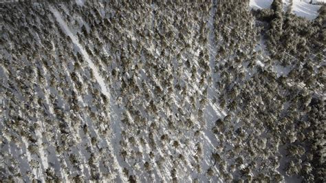 Kastamonu da beyaz örtüyle kaplanan ormanlar dron ile görüntülendi