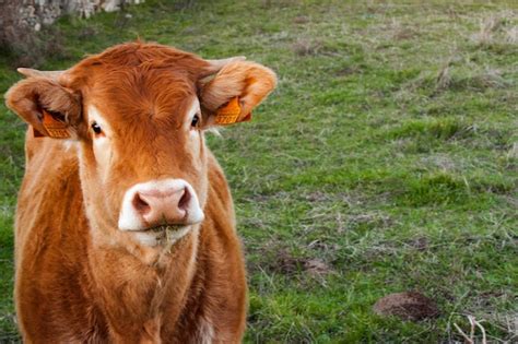 Premium Photo Portrait Of Cow
