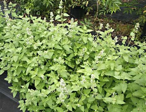 Catnip Vs Catmint Are They The Same Happy Cat Corner