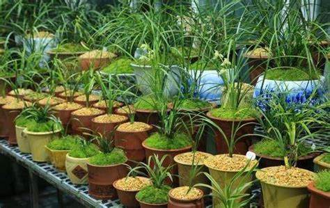 夏季养殖兰花盆栽，该如何把控温度影响？满足3点枝叶繁茂养护