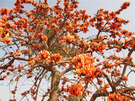 Orange Flower Tree Photography Orange Flowers Red Peppercorn Daycore