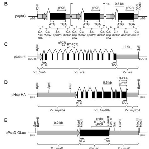 Schematic Diagram Of Chimeric Selectable Marker Plasmids And