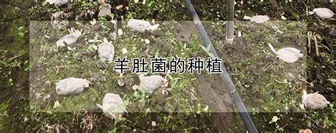 菌包种植方法 发财农业网