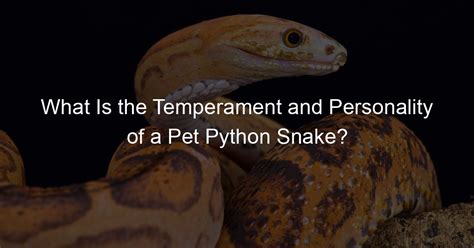 What Is The Temperament And Personality Of A Pet Python Snake Family Snake