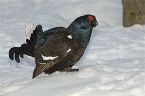 Uccelli Specie A Rischio Estinzione Locale L Allarme Della LIPU Sull