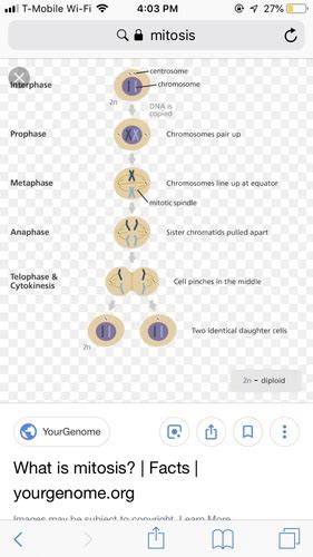 Biology Exam 3 Flashcards Quizlet