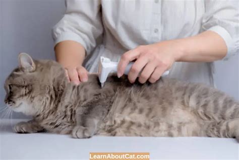 How To Get Rid of Fleas in the House? [A Complete Guide] - LearnAboutCat