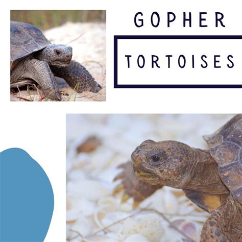 Gopher Tortoises Paradise Coast Living