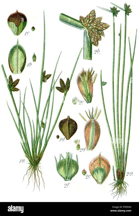 Cyperus Supinus Et Cyperus Mucronatus Aus J Sturms Flora Von Deutschland 396 Cyperaceae Spp