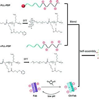 Graphical Representation Of The Design Of A Dual PH Redox Sensitive