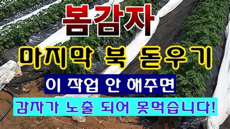 텃밭농부 1405 봄감자 마지막 북 돋우기 이 작업 안 하면 감자 노출 감자재배 Youtube
