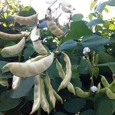 蔬菜中的健脾第一名 扁豆