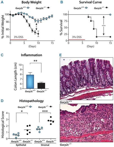 Gucy2c And Gucy2c−− Male Mice Were Administered 3 Dss In Drinking