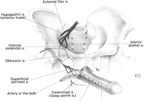 Figure 1 From Intracavernosal Injection For The Diagnosis Evaluation