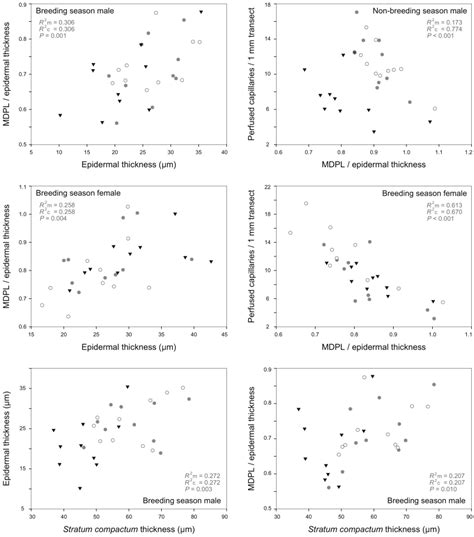 Correlations Between The Extent Of Capillaries Penetrating The