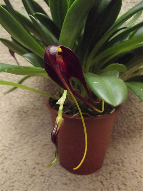 Masdevallia Rolfeana Spicesotic Plants