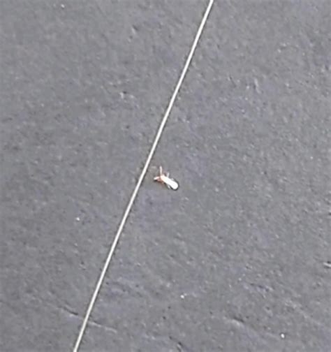 Tiny Red Fly R Whatisthisbug