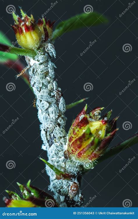 Cotton Mealybug Solenopsis Mealybug Phenacoccus Solenopsis Tinsley